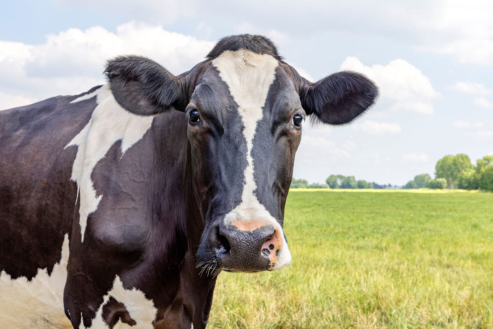 CowTec - New Breed UK - Independent ruminant nutritionists